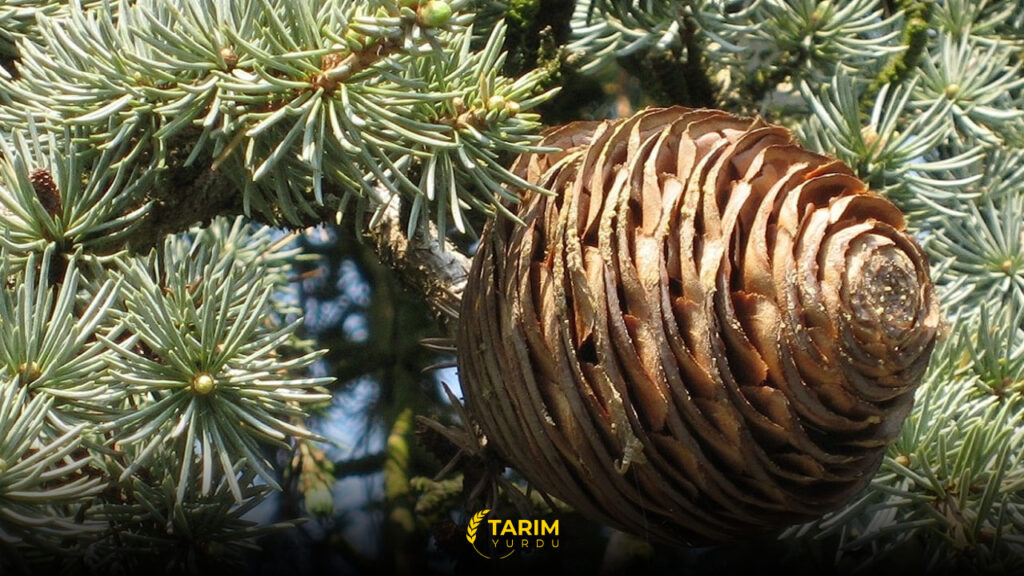 Sedir ağacı nedir, nasıl yetiştirilir? Faydaları ve özellikleri - Tarım ...