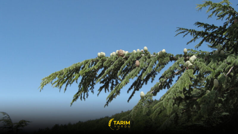 Sedir ağacı nedir, nasıl yetiştirilir? Faydaları ve özellikleri - Tarım ...