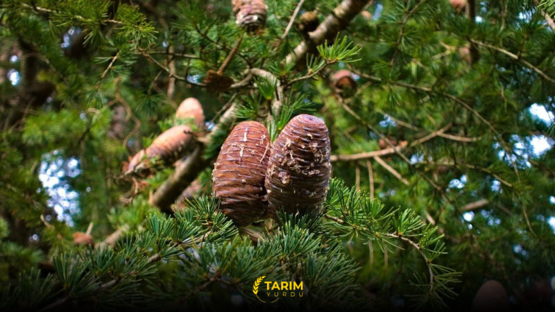 Sedir ağacı nedir, nasıl yetiştirilir? Faydaları ve özellikleri - Tarım ...